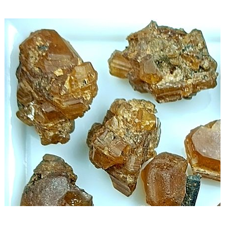 PARISITE BRUTE GRAND